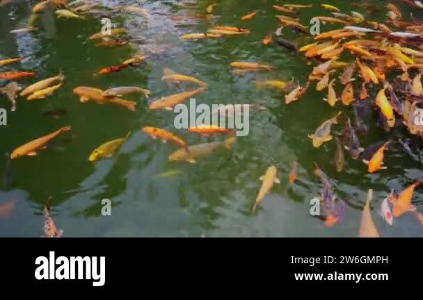 Koi Fish School Pool in Baomo Garden, Guangzhou, China, with flowing ...