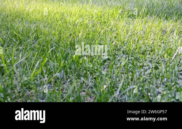 Neatly cut grass Stock Videos & Footage - HD and 4K Video Clips - Alamy