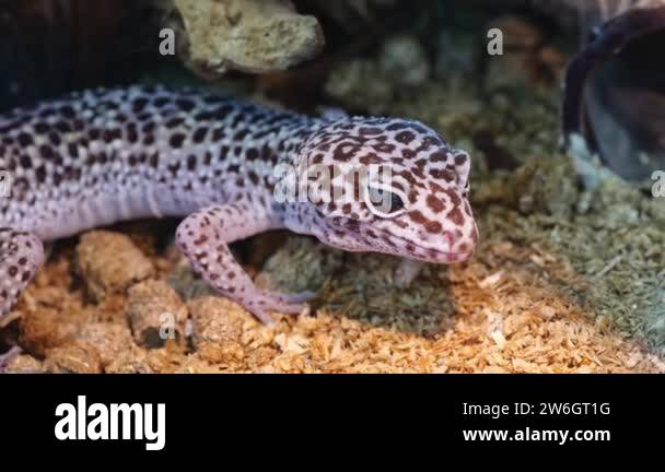Leopard gecko mouth Stock Videos & Footage - HD and 4K Video Clips - Alamy