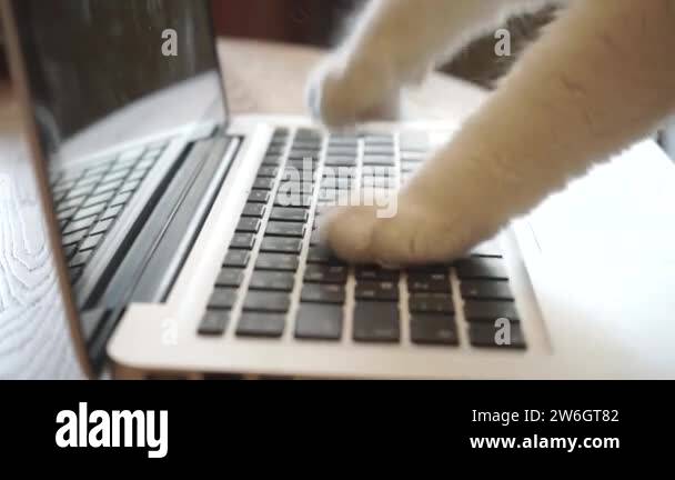 cat is typing on a laptop keyboard. the cat sends a message. clever cat ...