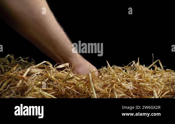 Needle in haystack Stock Videos & Footage - HD and 4K Video Clips - Alamy