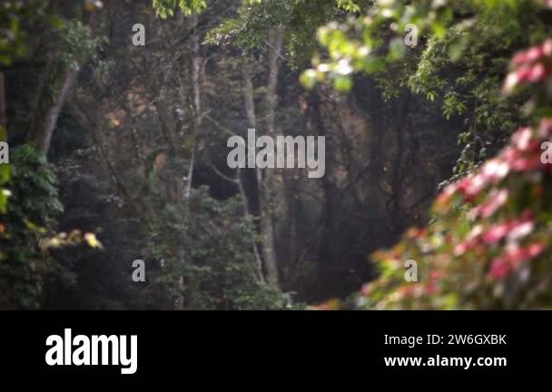 Racking-focus pan of trees and vines of a Kenyan rainforest Stock Video ...