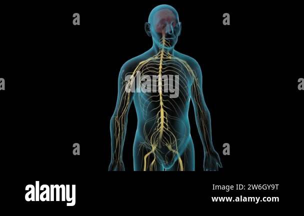 Central Organ of Human Nervous System Brain Anatomy Animation Concept ...