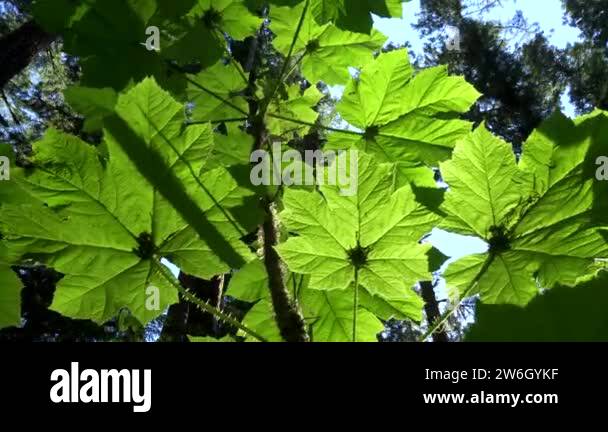 Devils club leaf Stock Videos & Footage - HD and 4K Video Clips - Alamy