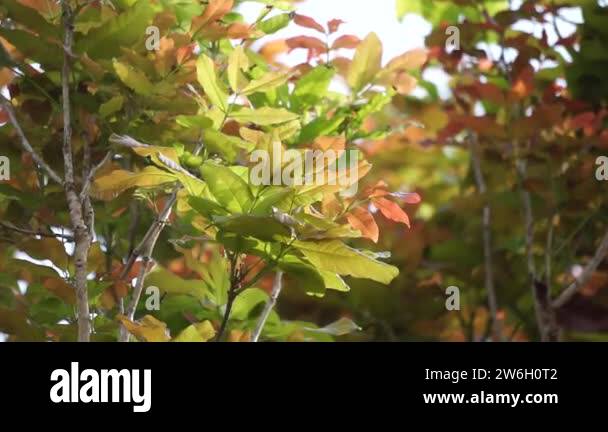 Schleichera oleosa (Also called gum-lac tree, Indian lac, Malay lac ...