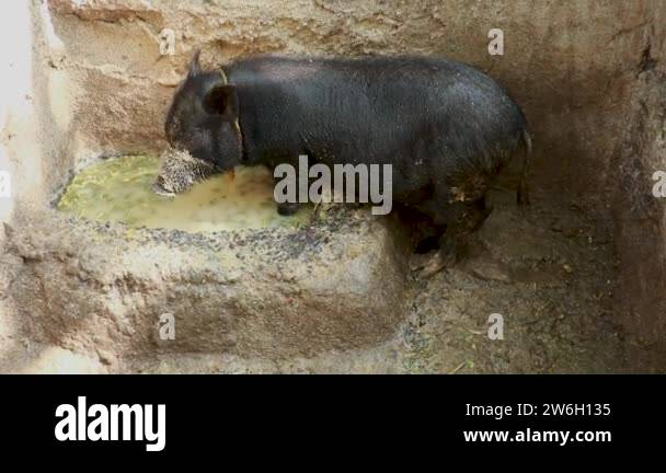 Sty with pig Stock Videos & Footage - HD and 4K Video Clips - Alamy
