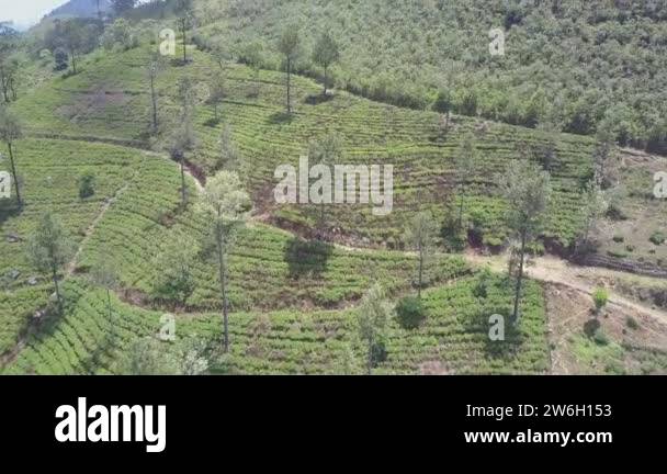 Tropical mountain slope Stock Videos & Footage - HD and 4K Video Clips ...