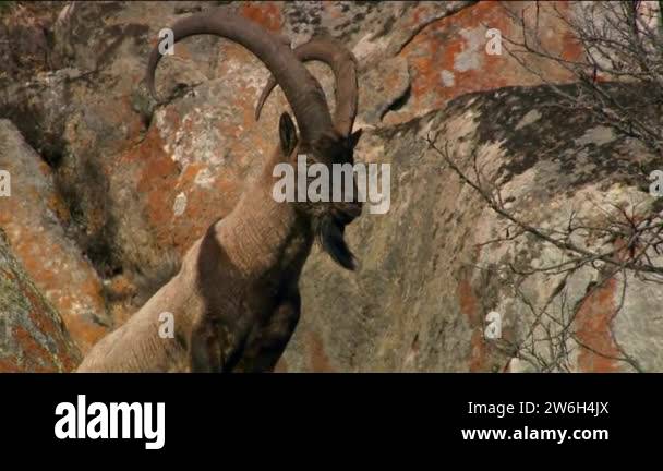 Bezoar goat, or bearded goat (lat. Capra aegagrus) is a cloven-hoofed ...
