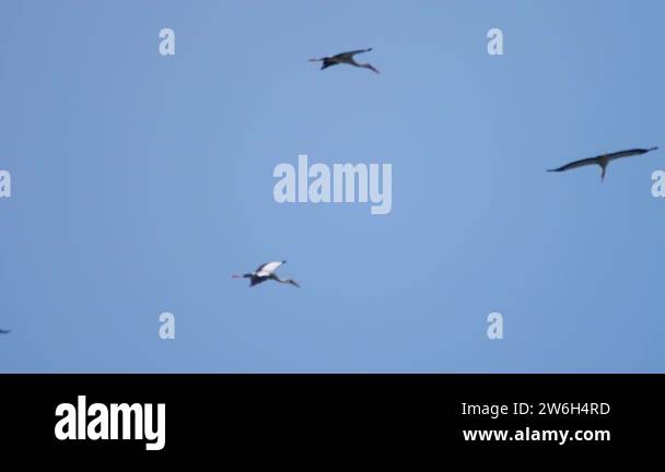 Blue flock wallpaper Stock Videos & Footage - HD and 4K Video Clips - Alamy