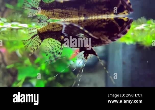 African butterfly Stock Videos & Footage - HD and 4K Video Clips - Alamy