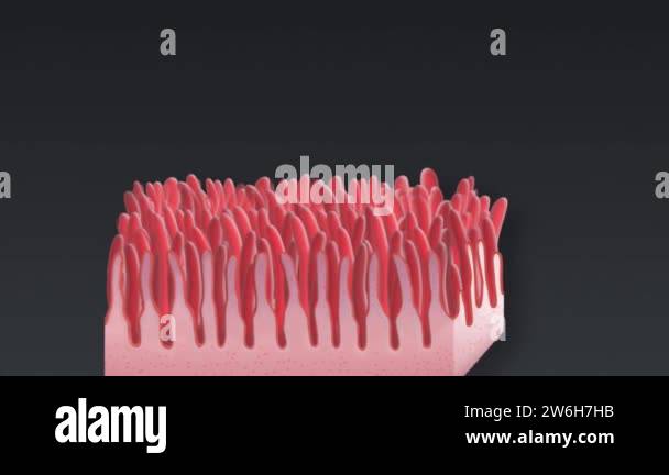 Inside of the intestinal lining Stock Videos & Footage - HD and 4K ...