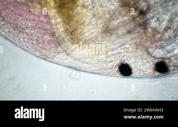 Daphnia microscopic view of eye and heart, planktonic crustacean, eyes ...