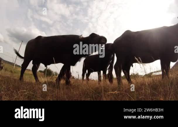 Buffalo teeth Stock Videos & Footage - HD and 4K Video Clips - Alamy