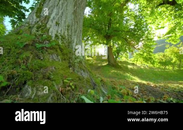 Fruit tree roots Stock Videos & Footage - HD and 4K Video Clips - Alamy