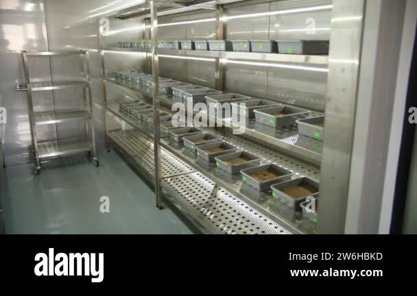 sprouted seeds. growing germinating seeds of various grains, breeding ...