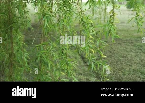 Green branches of a spring weeping willow with young catkins sway in ...
