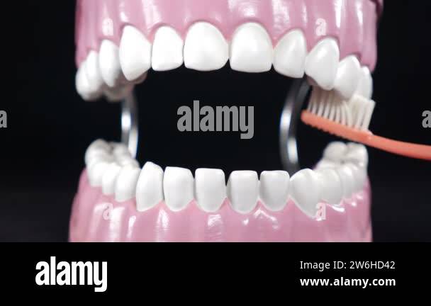 Dental hygiene. teaching dental care. Tooth brush and jaw model on ...