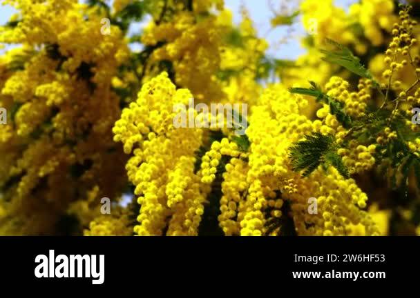 Mimosa flower and leaves Stock Videos & Footage - HD and 4K Video Clips ...