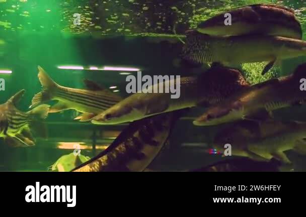 Assorted exotic freshwater fish (Giant Snakedhead, Arapaima, Redtail ...