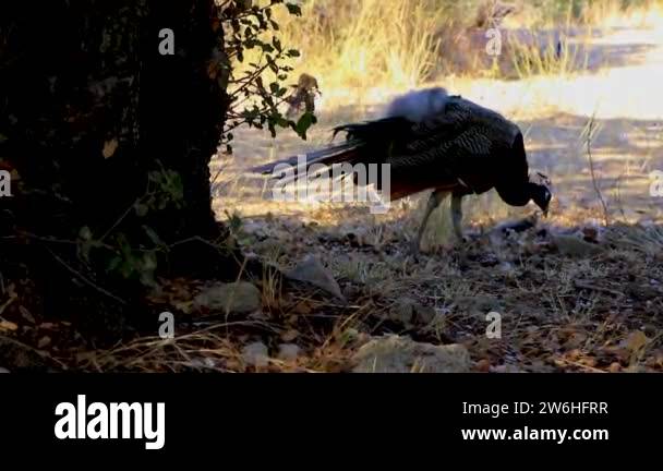 Rhodes animal Stock Videos & Footage - HD and 4K Video Clips - Alamy