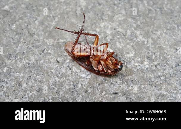 Ants sack Stock Videos & Footage - HD and 4K Video Clips - Alamy