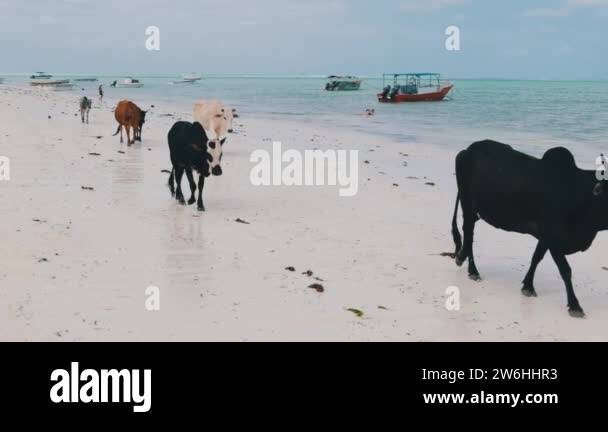 Herd of African Humpback Cows Walks on Sandy Tropical Beach by Ocean ...