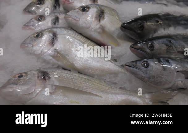Chilled fish on ice. Bonito tuna, dorado and other sea fish on ...