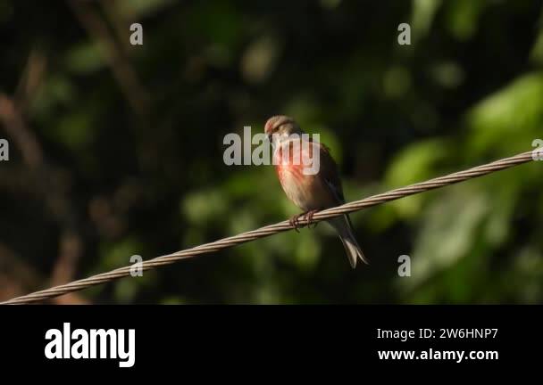 eurasian linnet (linaria cannabina) man sits on a wire and sings on a ...