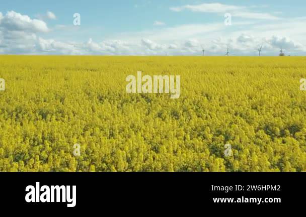 Rapeseed is grown for the production of animal feed, edible vegetable ...