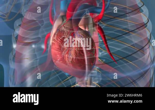 Animation of the medulla oblongata, part of the brainstem responsible ...