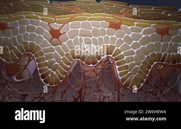 Anatomical structure of the skin Stock Video Footage - Alamy