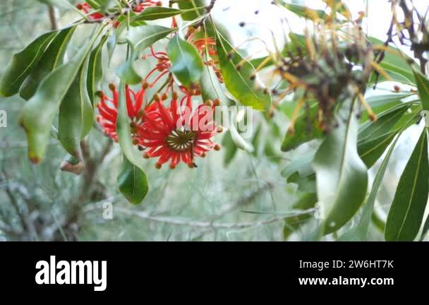 Firewheel tree red flowers, California USA. Australian white beefwood ...