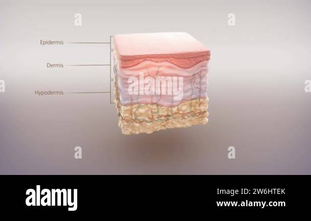 Anatomical structure of the skin Stock Video Footage - Alamy
