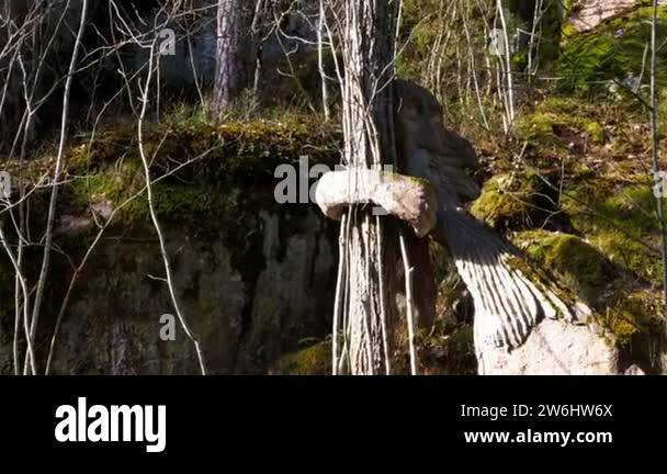 Troll tree Stock Videos & Footage - HD and 4K Video Clips - Alamy