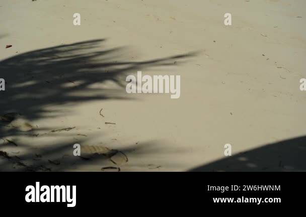 Shadows palm leaf in wind overlay on sand beach texture background ...