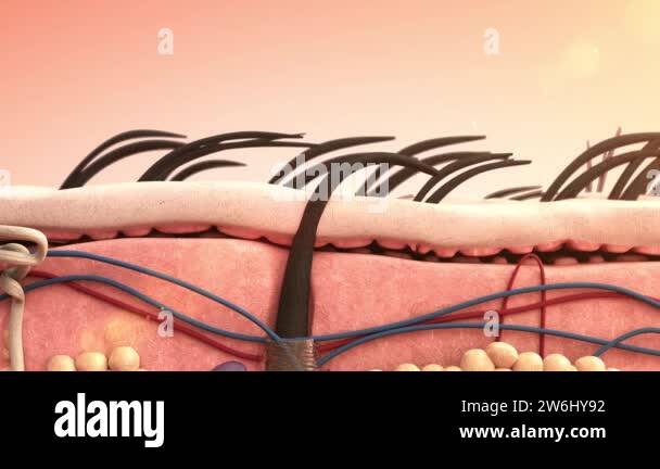 Root hair cell Stock Videos & Footage - HD and 4K Video Clips - Alamy