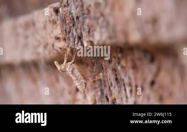 Shell on rock Stock Videos & Footage - HD and 4K Video Clips - Alamy
