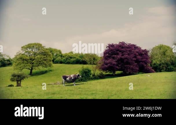 UFO alien abduction cow ufo unidentified flying object aliens close ...