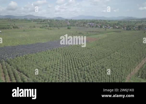 Spice plantations Stock Videos & Footage - HD and 4K Video Clips - Alamy