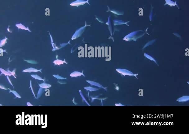 4k video footage of huge numbers of fusiliers feeding on a coral reef ...