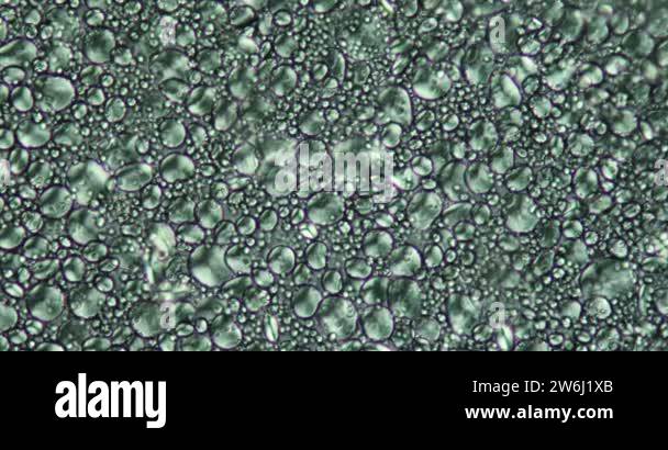 Starch grains Stock Videos & Footage - HD and 4K Video Clips - Alamy