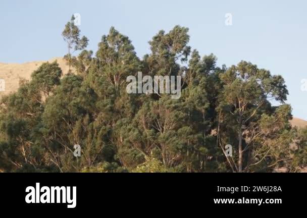 Video of eucalyptus tree in Peruvian Andes. Forest of eucalyptus in ...
