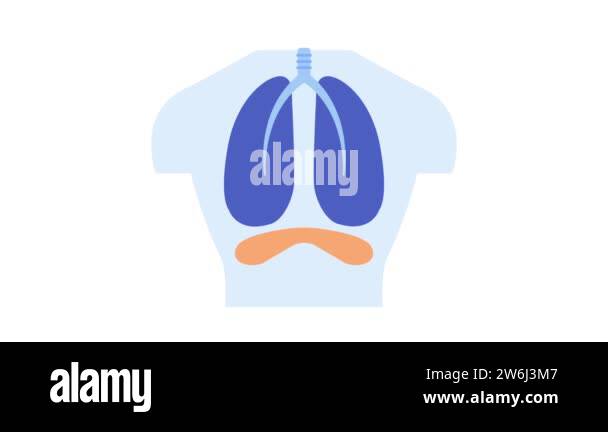 Diaphragm breathing. Human body with lungs and diaphragm muscle ...