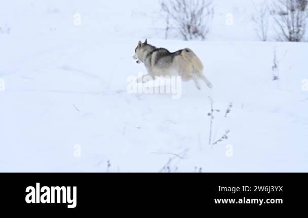 Husky in the woods running through the snow, slow motion of the dog, a ...