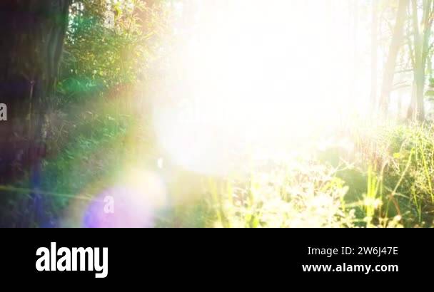 Sunbeam shining through tree sunny ray lens flare beautiful sunlight ...