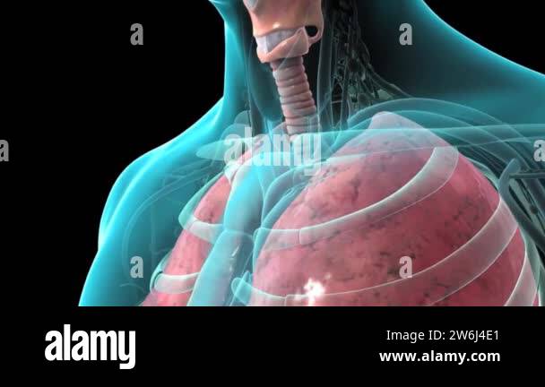 Alveolus closeup anatomy, oxygen and carbon dioxide exchange between ...