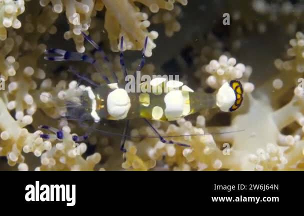 White striped glass shrimp cleaner on coral reef on underwater seabed ...