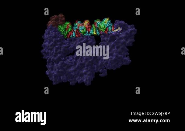 Structure of human dicer (blue) complexed with RISC-loading complex ...