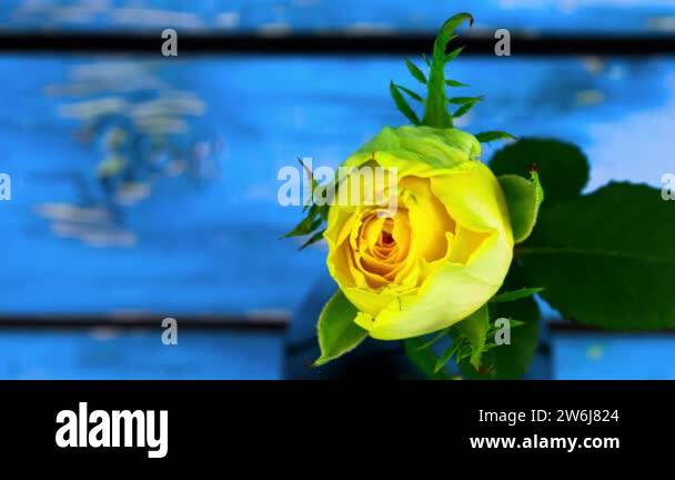 Death flower rose plant Stock Videos & Footage - HD and 4K Video Clips ...