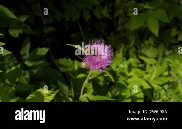 Bombus pollination Stock Videos & Footage - HD and 4K Video Clips - Alamy